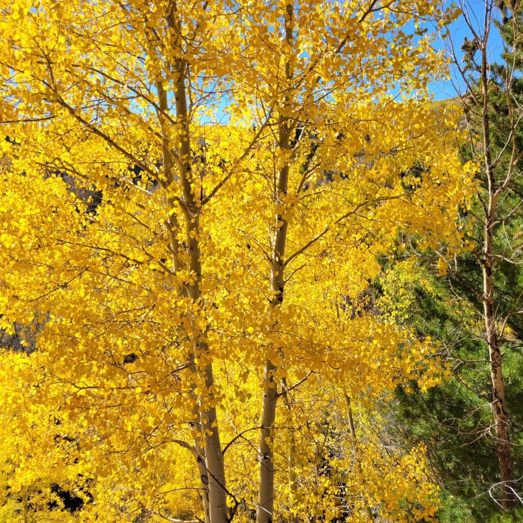 Autumn Leaves – Larry Dean